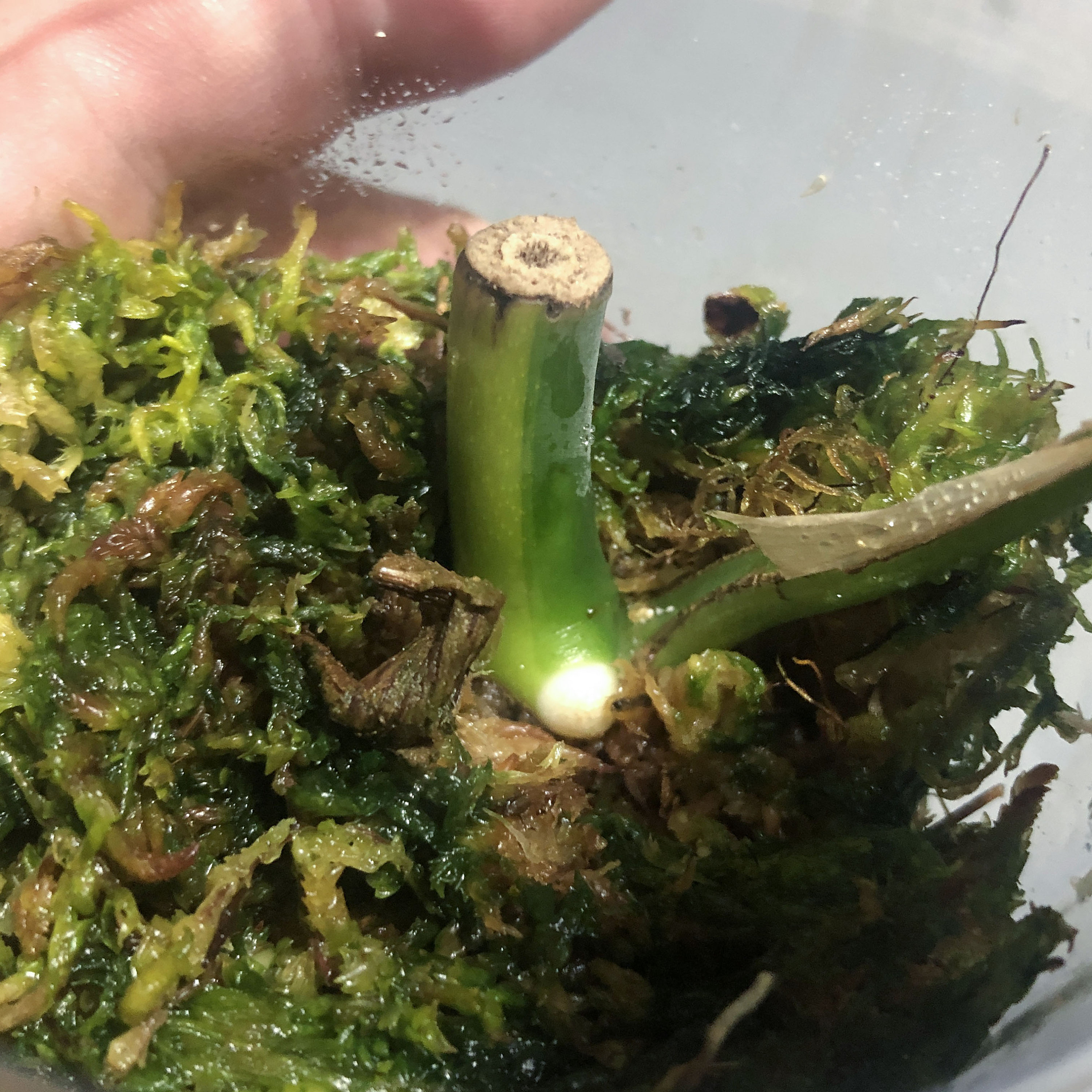 Rhaphidophora Tetrasperma Aurea Variegated - Etsy UK