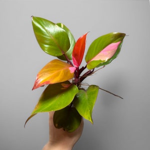 Philodendron Persimmon Princess - Etsy