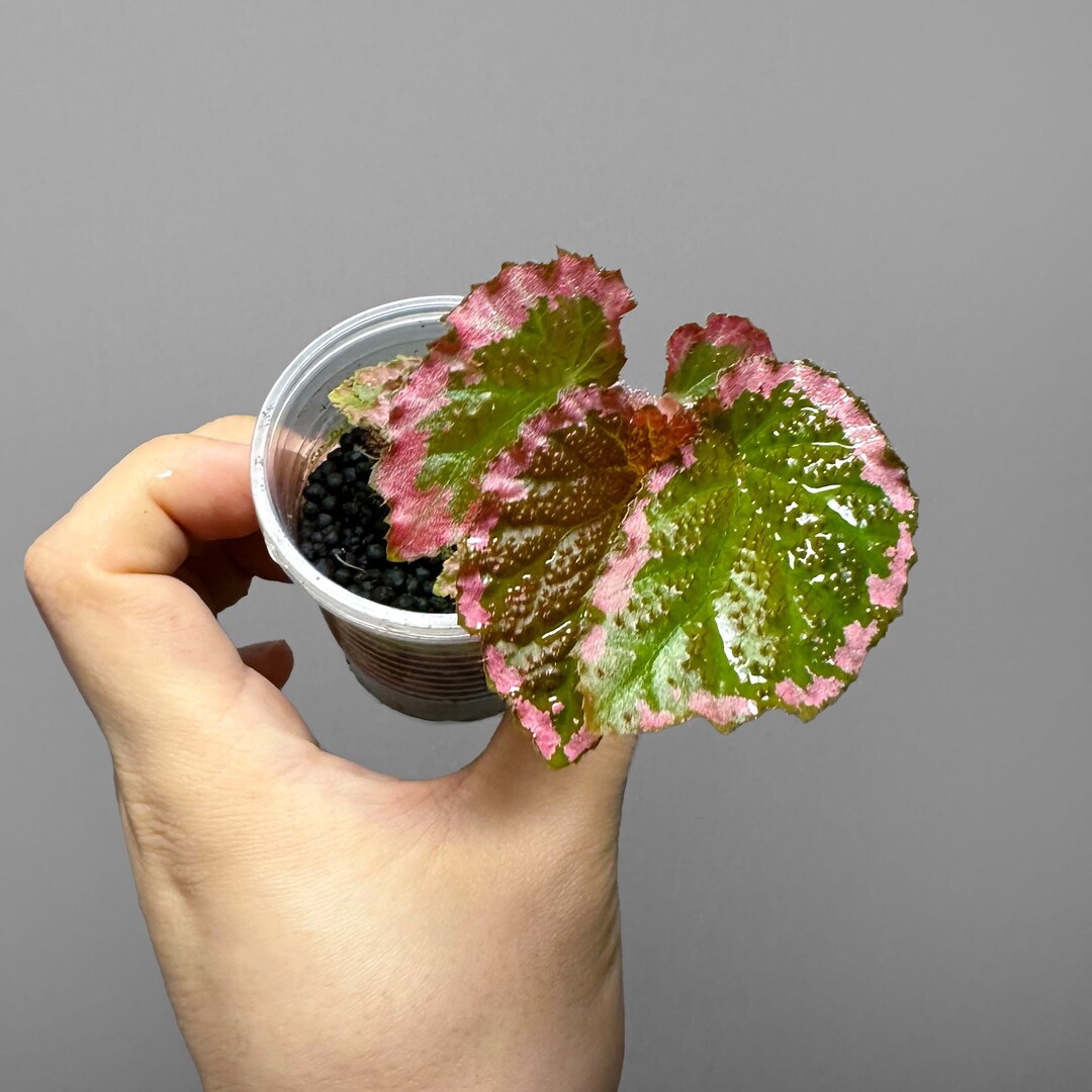 Begonia U012 EXACT PLANT - Etsy