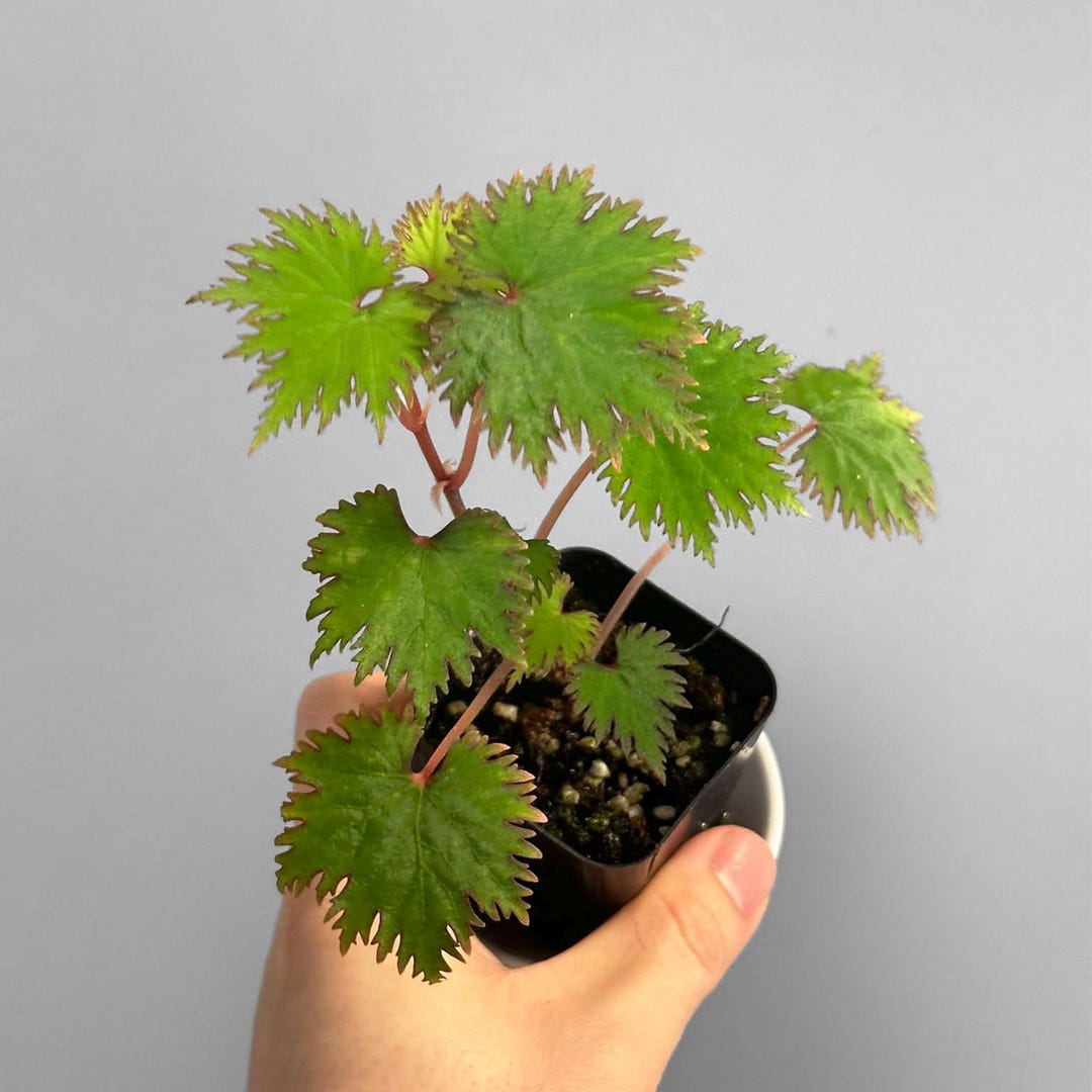 Begonia Lyallii (exact Plant) - Etsy