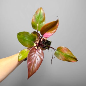 Philodendron Persimmon Princess - Etsy