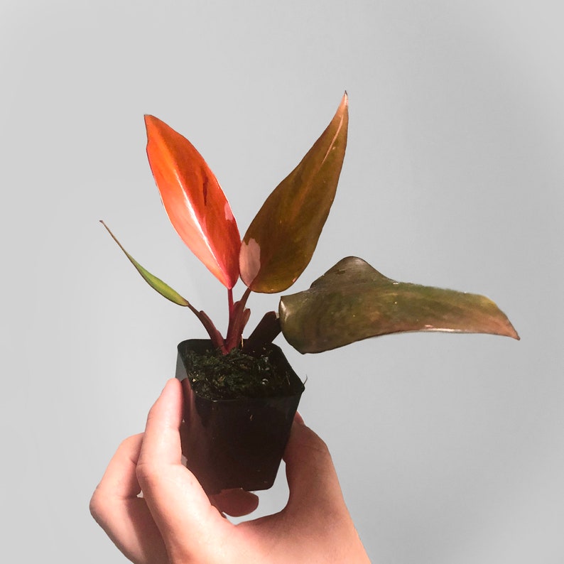 Philodendron Persimmon Princess - Etsy