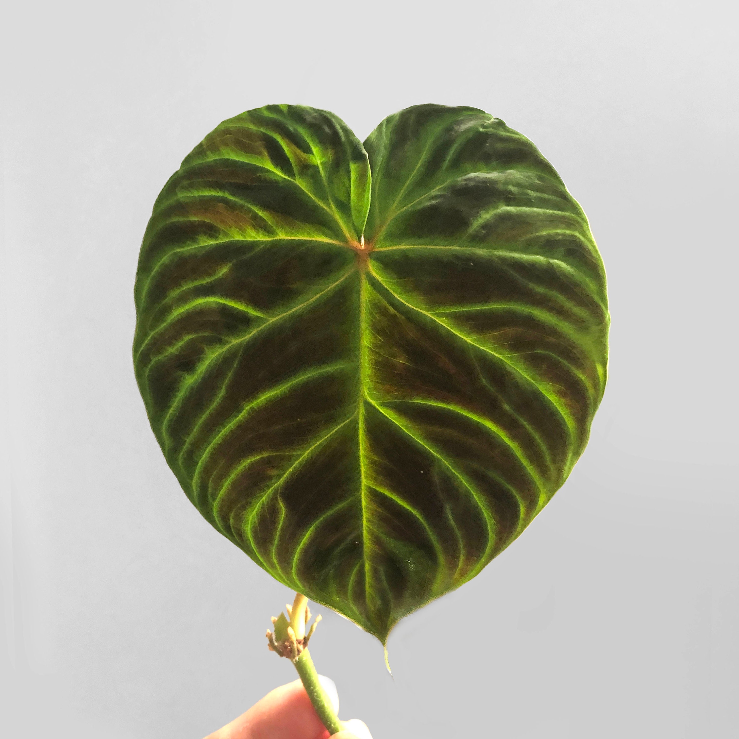 Philodendron Verrucosum mini - Etsy