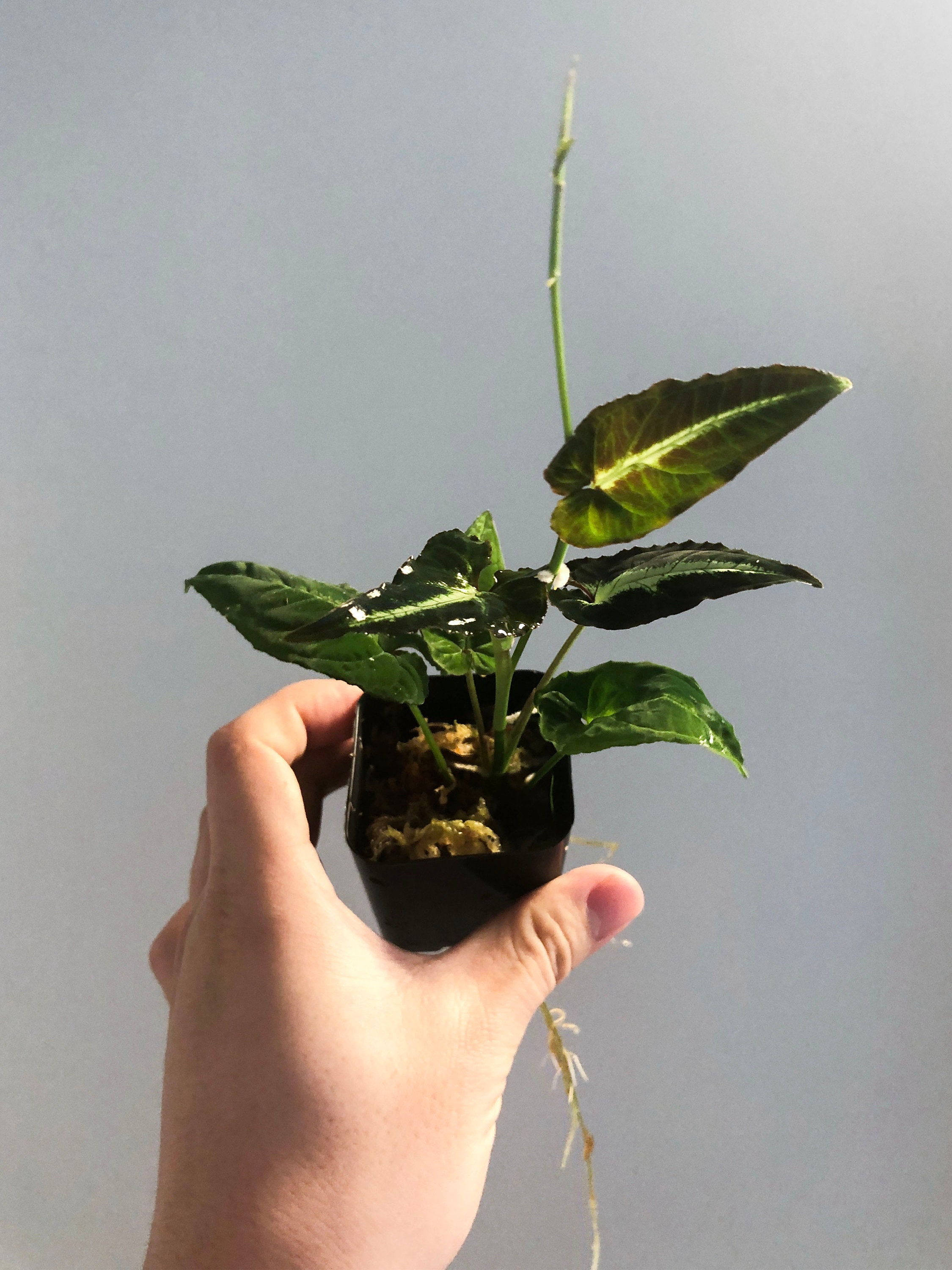Syngonium Rayii Dark Terrarium Culture - Etsy