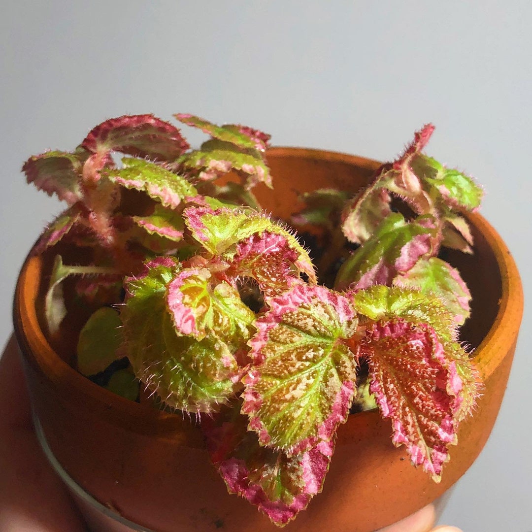 Begonia U012 Terrarium Culture - Etsy