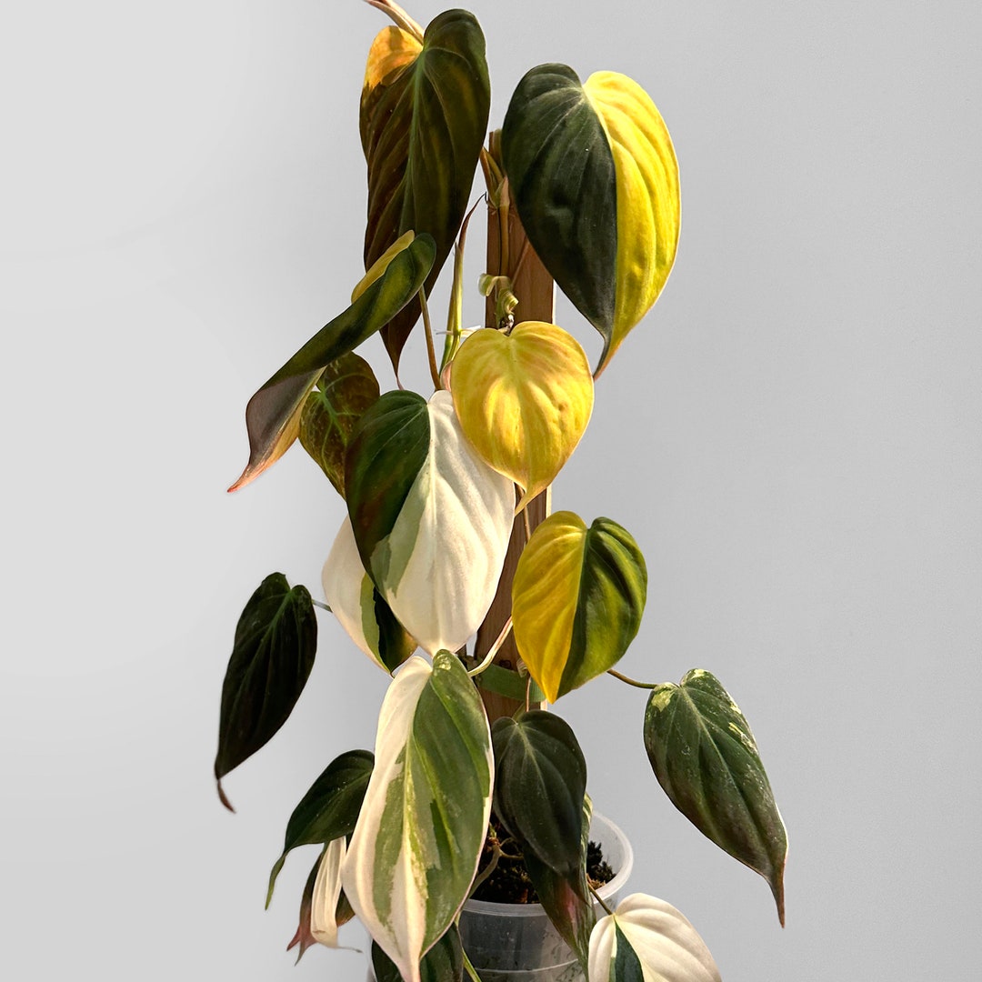 Philodendron Micans Aurea Variegated - Etsy