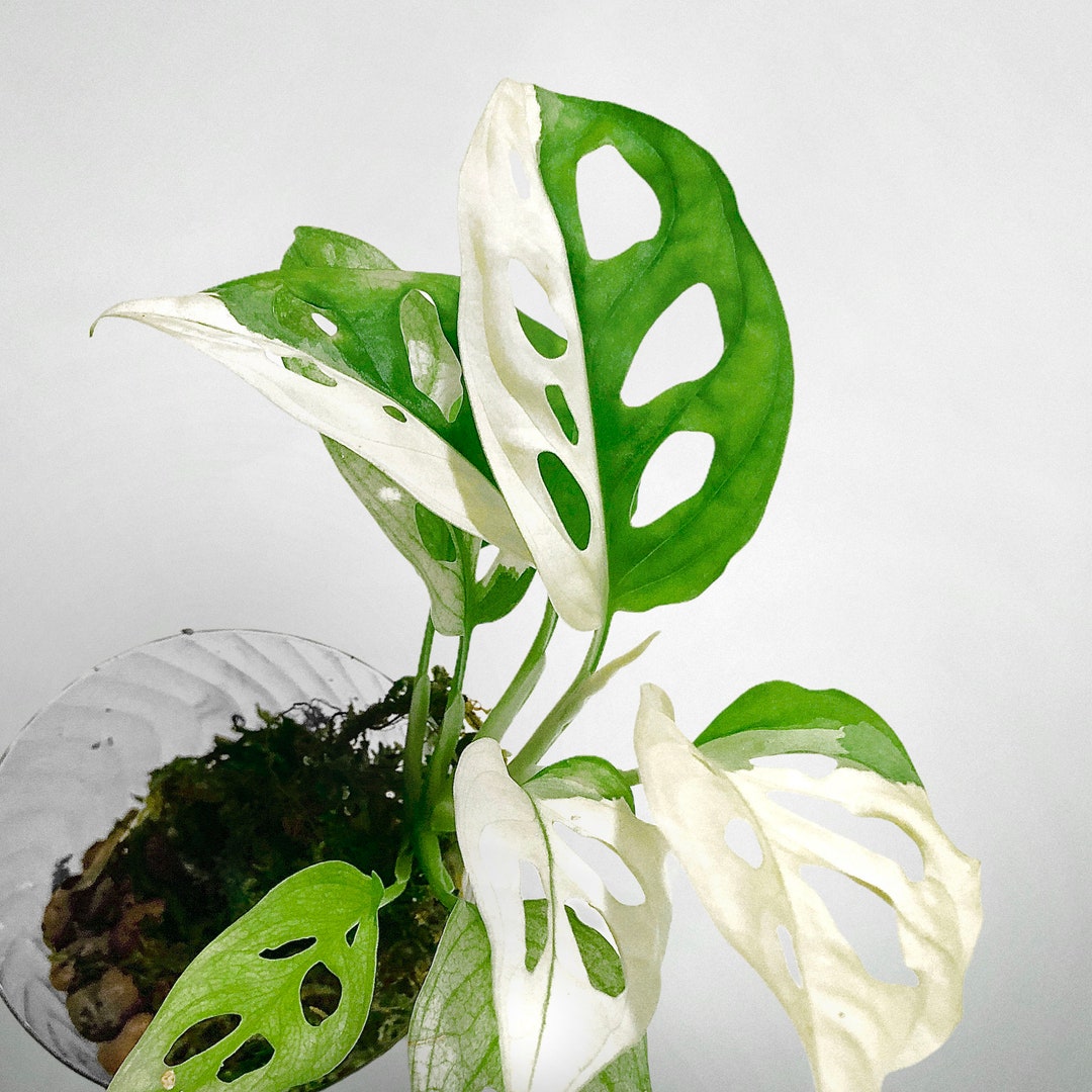 Monstera Adansonii Albo Variegated Japanese Tricolor - Etsy