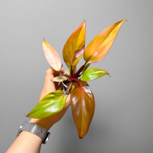 Philodendron Persimmon Princess - Etsy