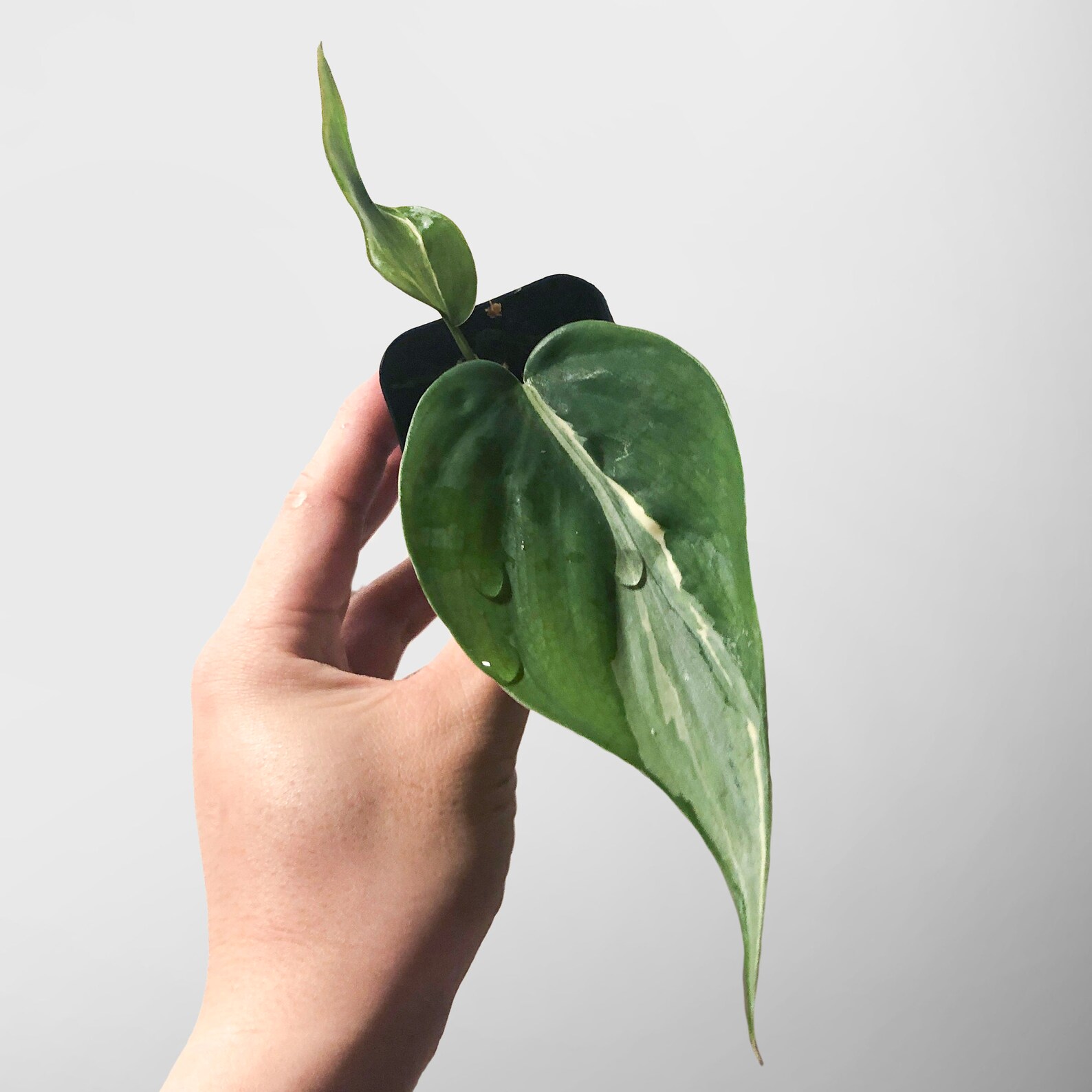 Philodendron Hederaceum 'rio' - Etsy