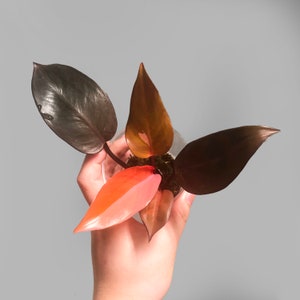 Philodendron Persimmon Princess - Etsy