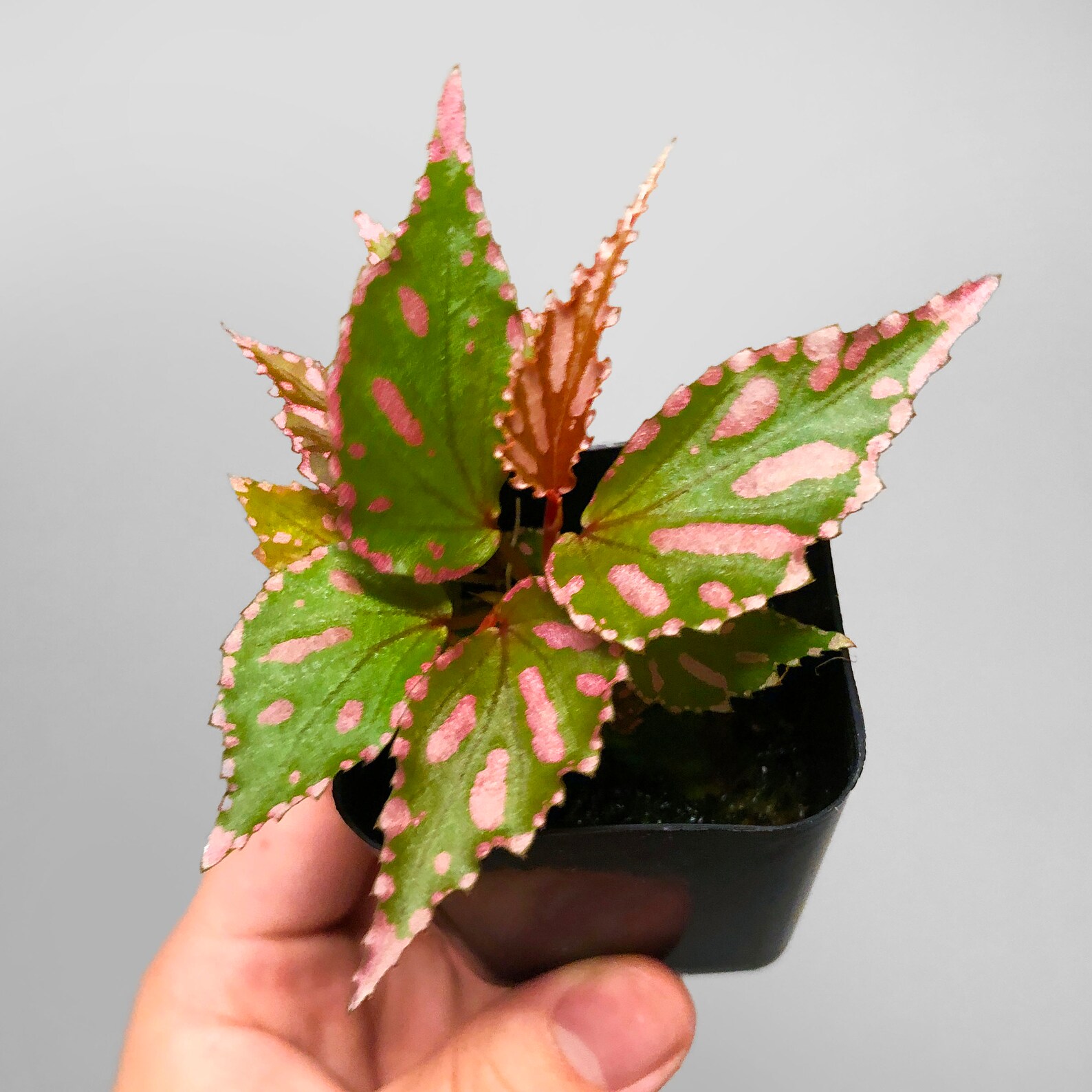 Begonia Julau 2inch Pot Terrarium Culture - Etsy