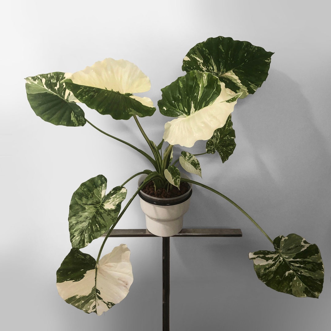 Alocasia Gageana Albo Variegated - Etsy