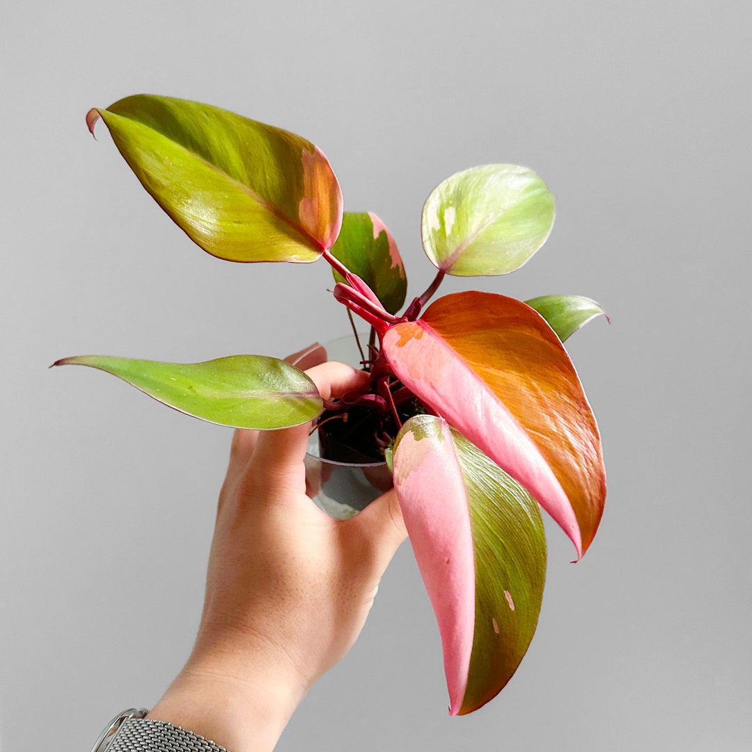 Philodendron Persimmon Princess - Etsy