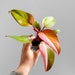 Philodendron Persimmon Princess - Etsy