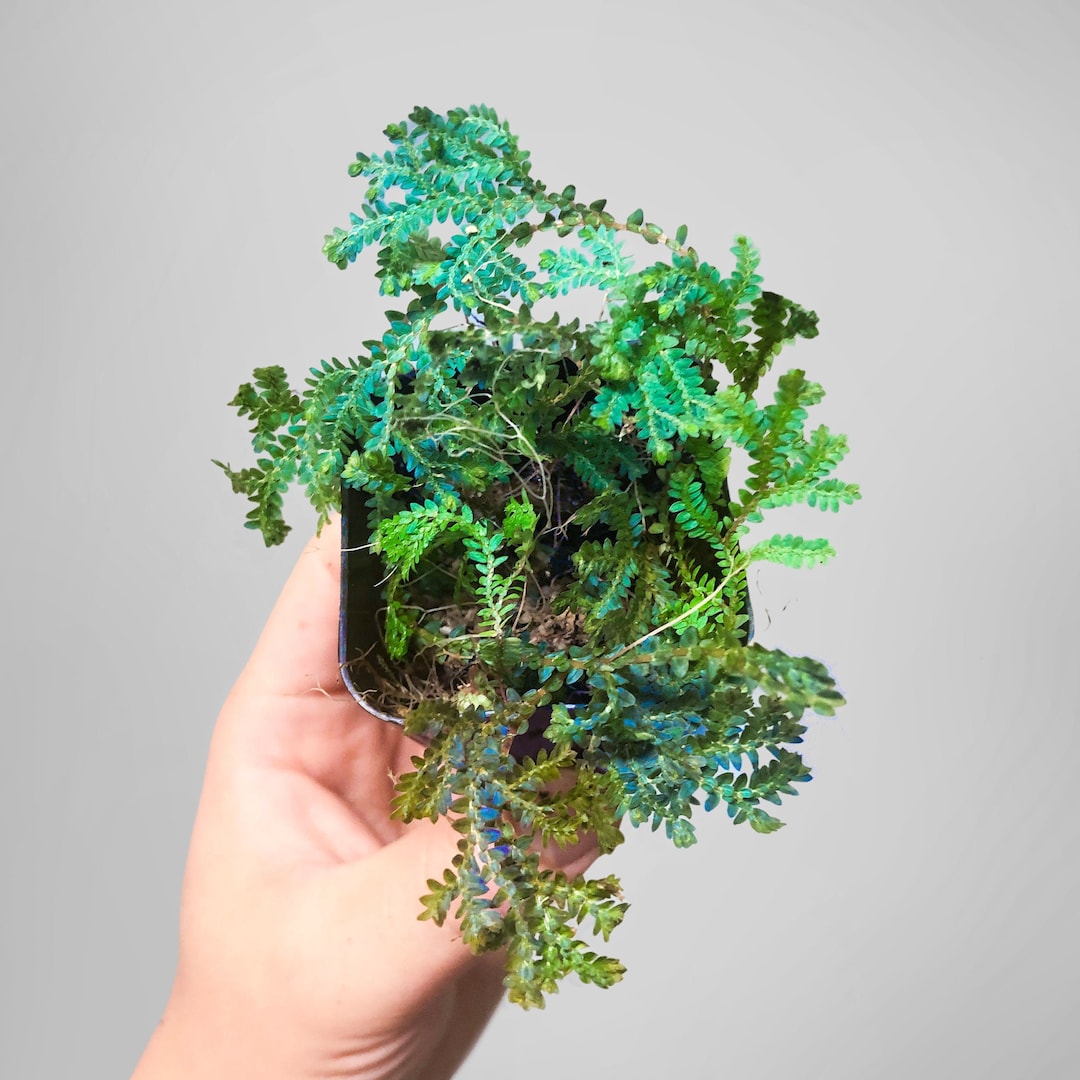 Selaginella Uncinata 'peacock Fern' Iridescence Blue Terrarium Culture ...