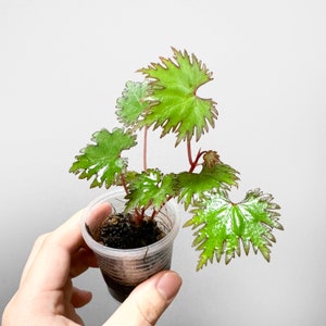 Begonia Lyallii Terrarium Culture FREE US SHIPPING - Etsy