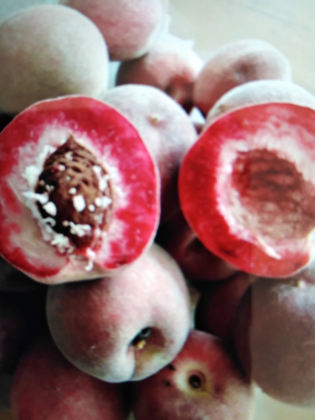 Indian Blood Peach, Red Flesh Peach, 1 Tree Seed, Non GMO, Hardy Zone 5 ...