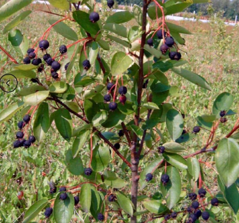 Amelanchier Lamarckii the Raisin Tree Seeds and Cutings Hardy Zone 3 ...
