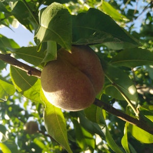 Indian Blood Peach, Red Flesh Peach, 1 Tree Seed, Non GMO, Hardy Zone 5 ...