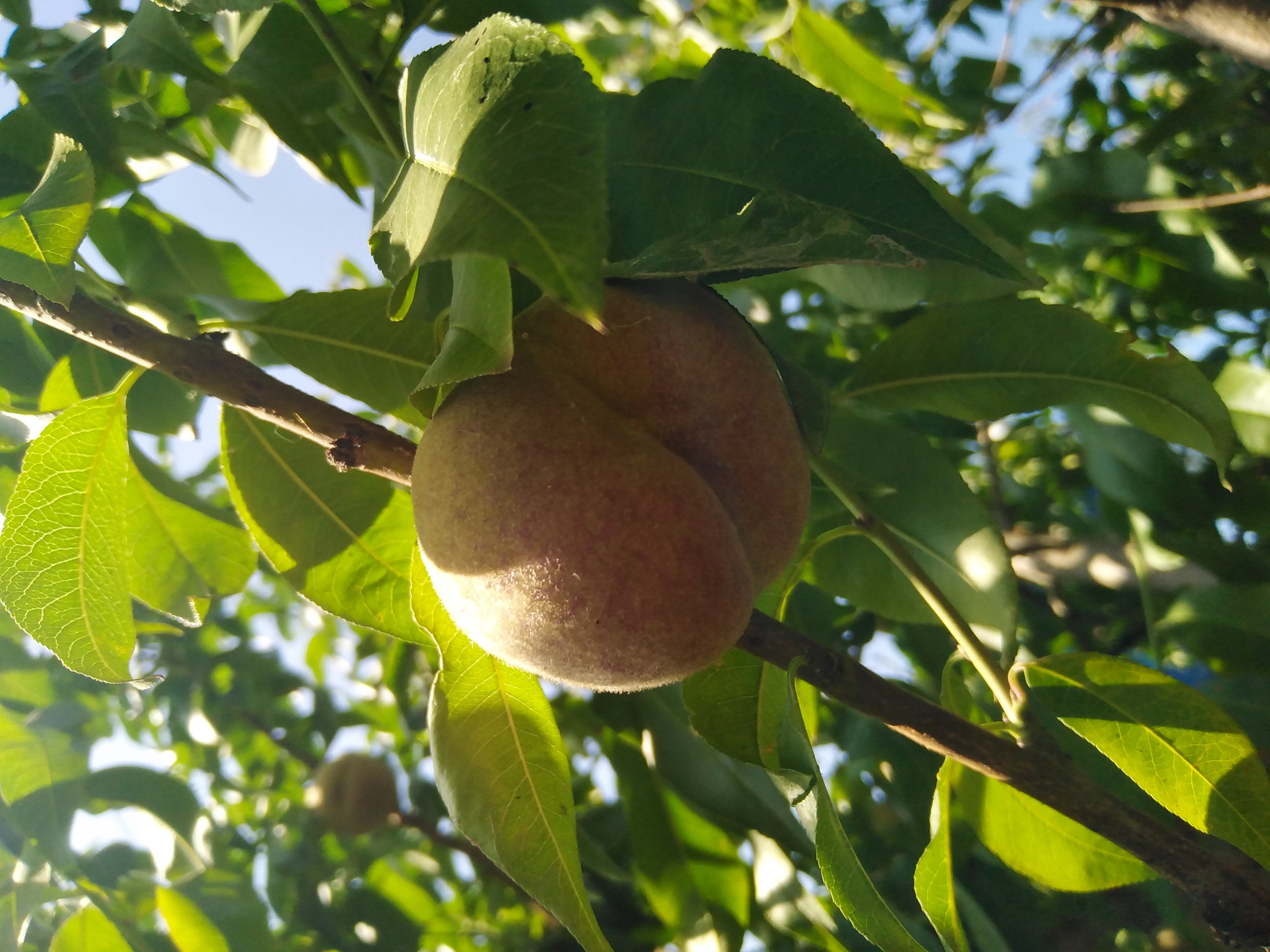 Indian Blood Peach, Red Flesh Peach, 1 Tree Seed, Non GMO, Hardy Zone 5 ...
