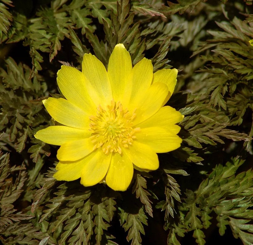 Adonis Amurensis-fukujukai-amur Adonis Yellow Perennial AND Adonis ...