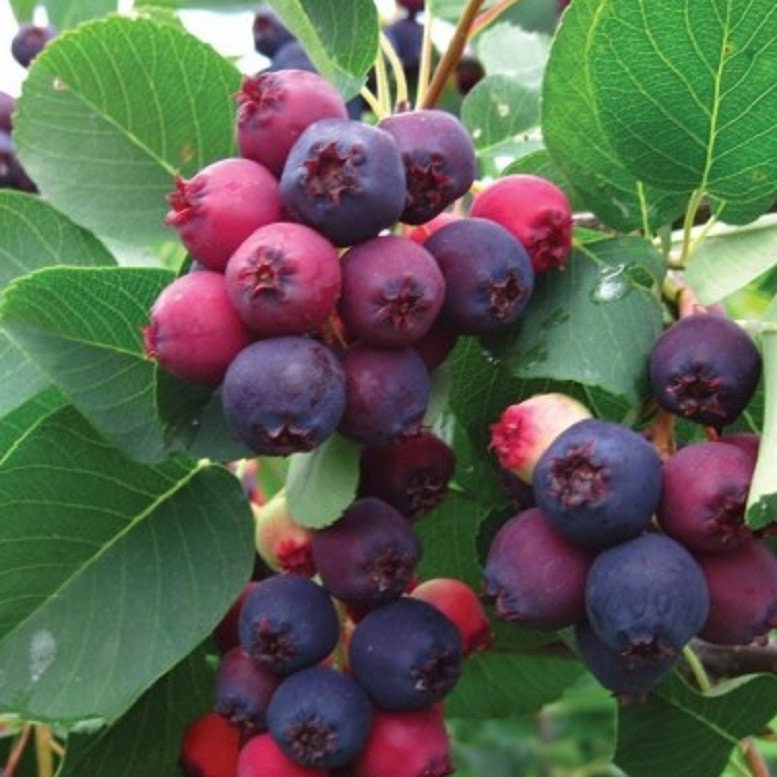 Amelanchier Lamarckii the Raisin Tree Seeds and Cutings Hardy Zone 3 ...