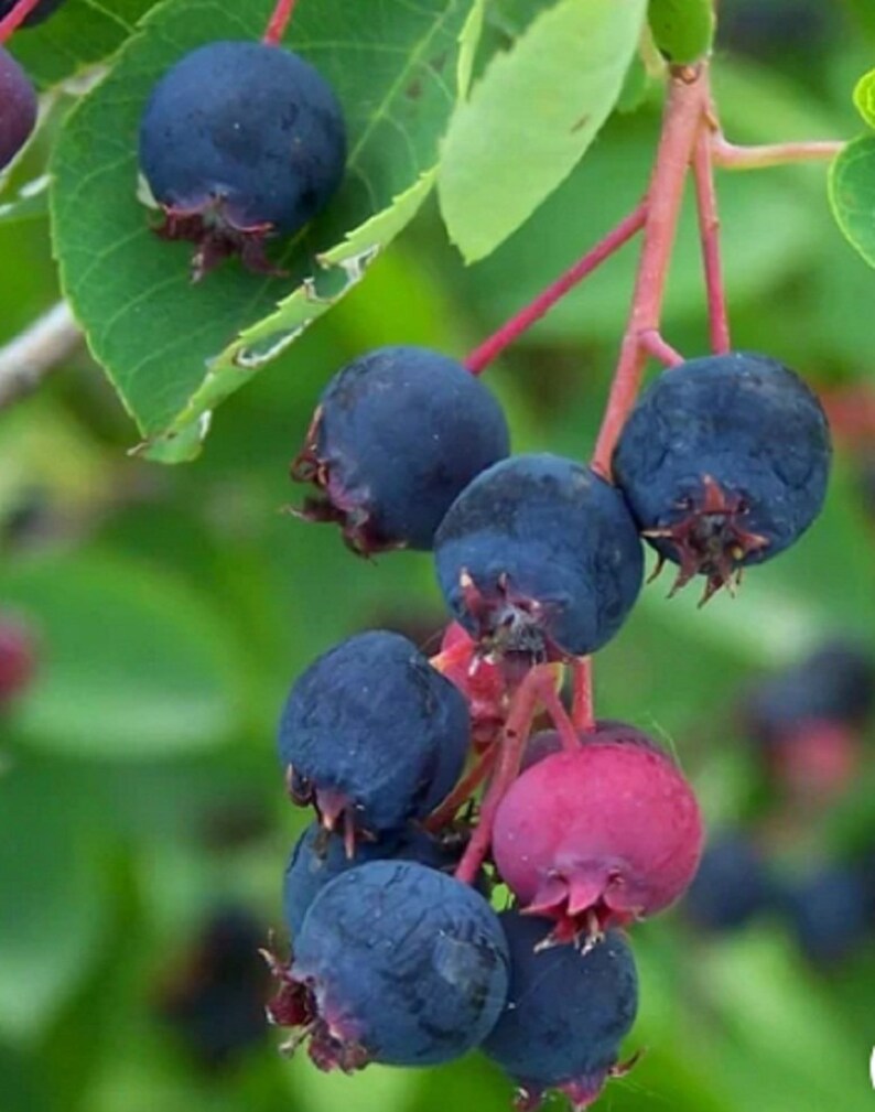 Amelanchier Lamarckii the Raisin Tree Seeds and Cutings Hardy Zone 3 ...