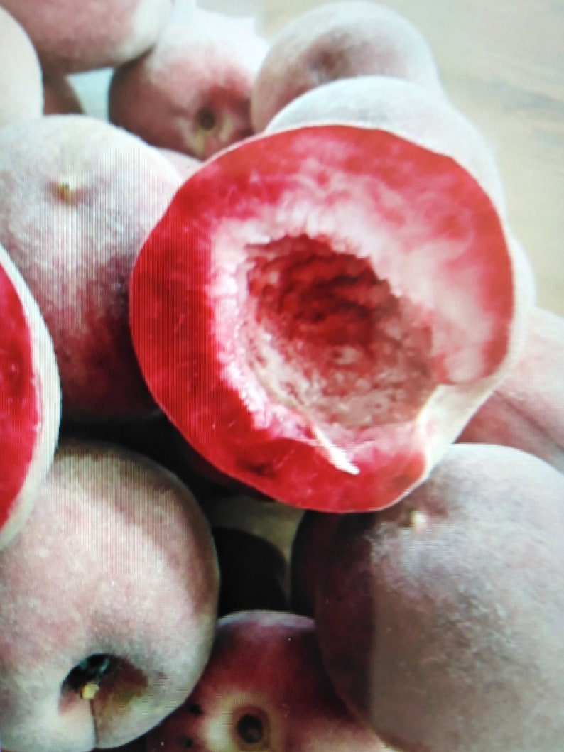 Indian Blood Peach, Red Flesh Peach, 1 Tree Seed, Non GMO, Hardy Zone 5 ...