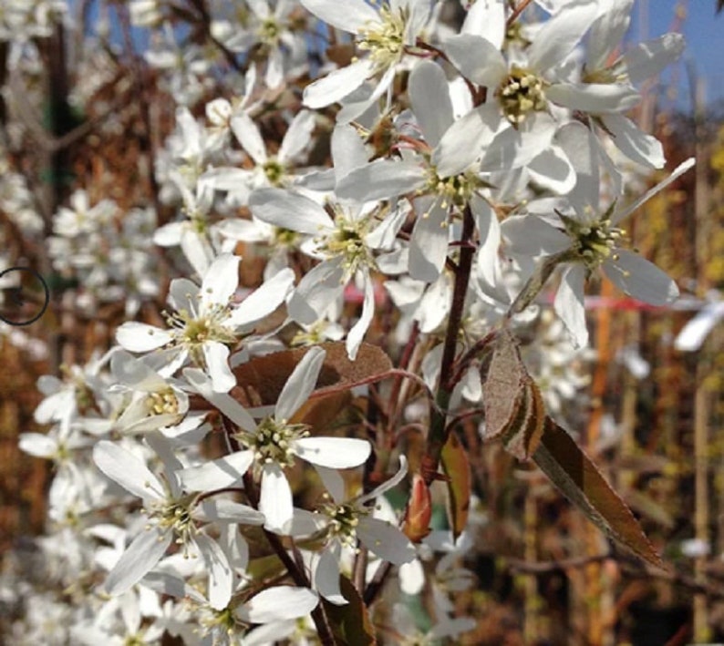 Amelanchier Lamarckii the Raisin Tree Seeds and Cutings Hardy Zone 3 ...