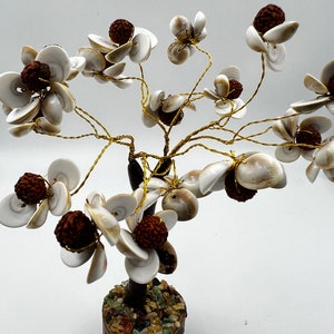 Gomti Chakra Rudraksh Tree |shiva Eye Tree of Life for Protection for ...