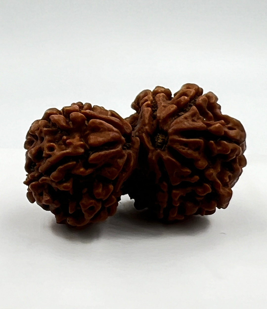 Sacred Gauri Shankar Rudraksha Nepali - Authentic Two-faced Rudraksha ...