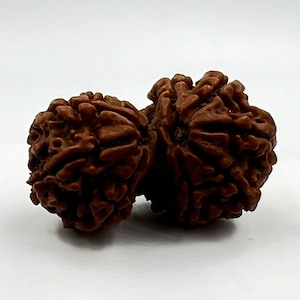Sacred Gauri Shankar Rudraksha Nepali - Authentic Two-faced Rudraksha ...
