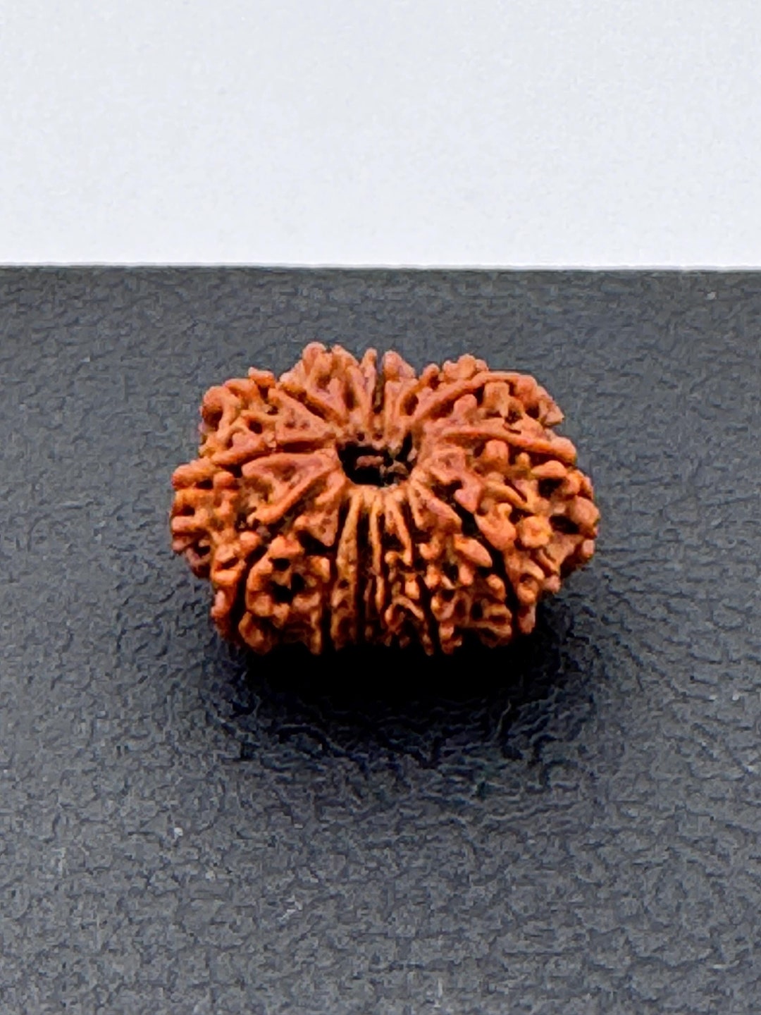 13 Mukhi Nepali Rudraksha | Certified Natural Rudraksha for Spiritual ...
