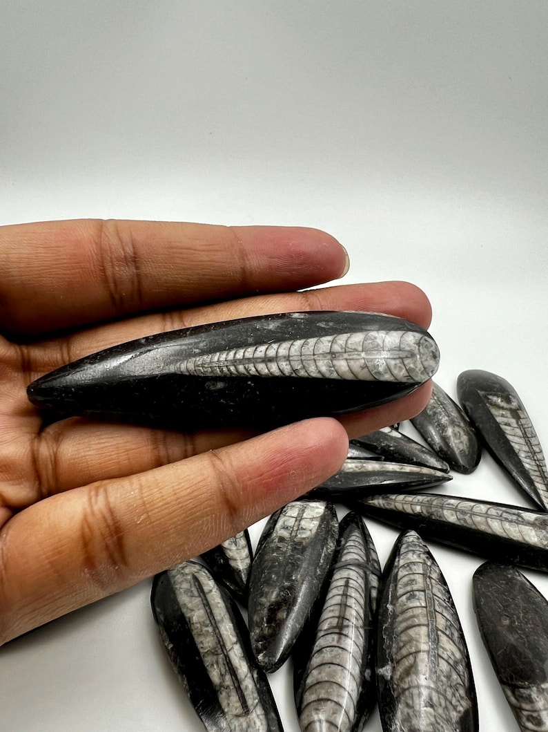 Black Orthoceras Fossil Cabochon: Pear Shape Gemstone for Jewelry - Etsy