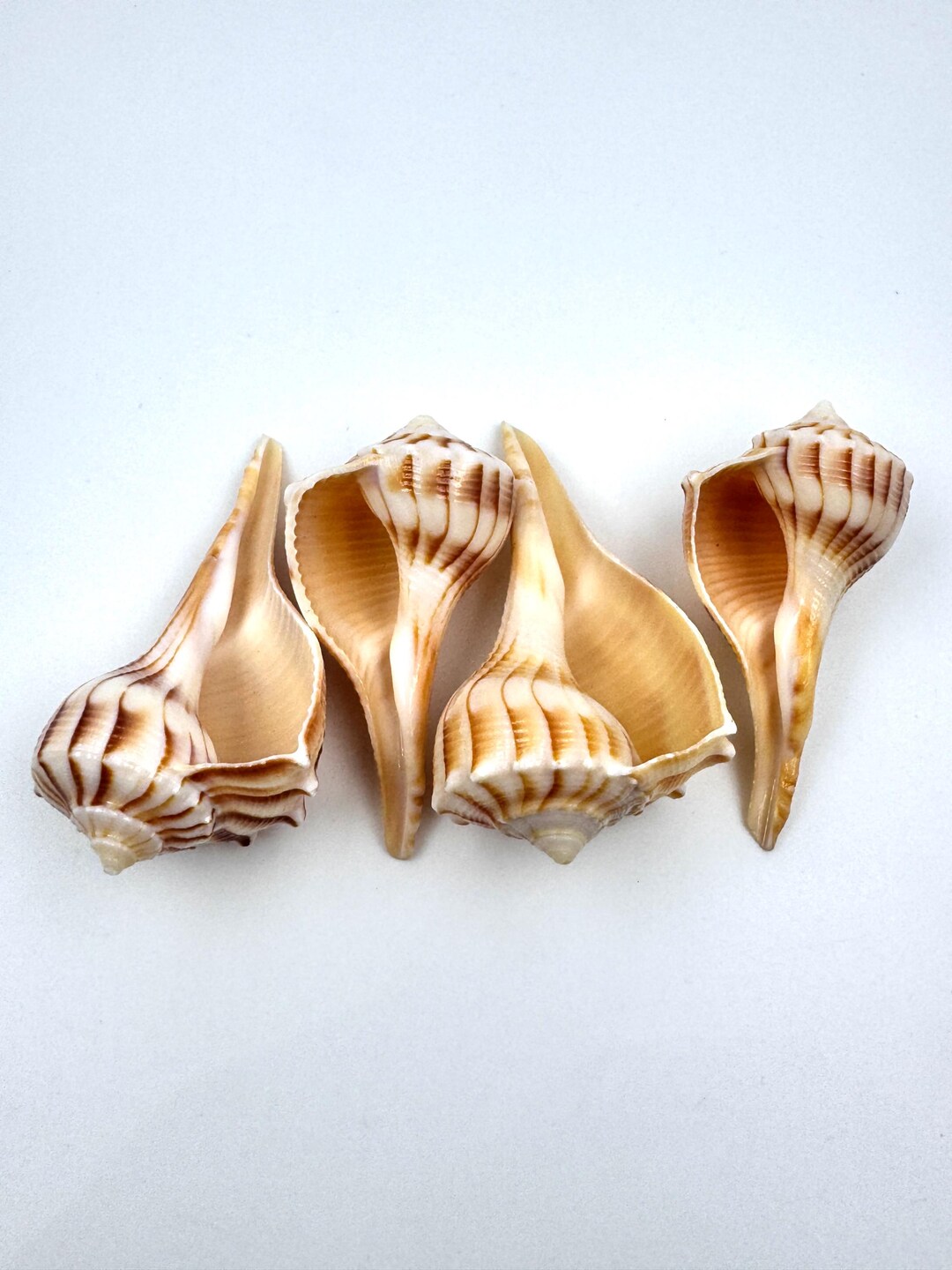 Dakshinavarti Shank (left-handed Whelk Seashell) - 3"-4" Shell for ...