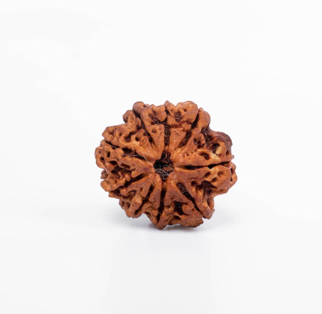 9 Mukhi Nepali Rudraksha Bead | Certified 9 Face Rudraksha for ...