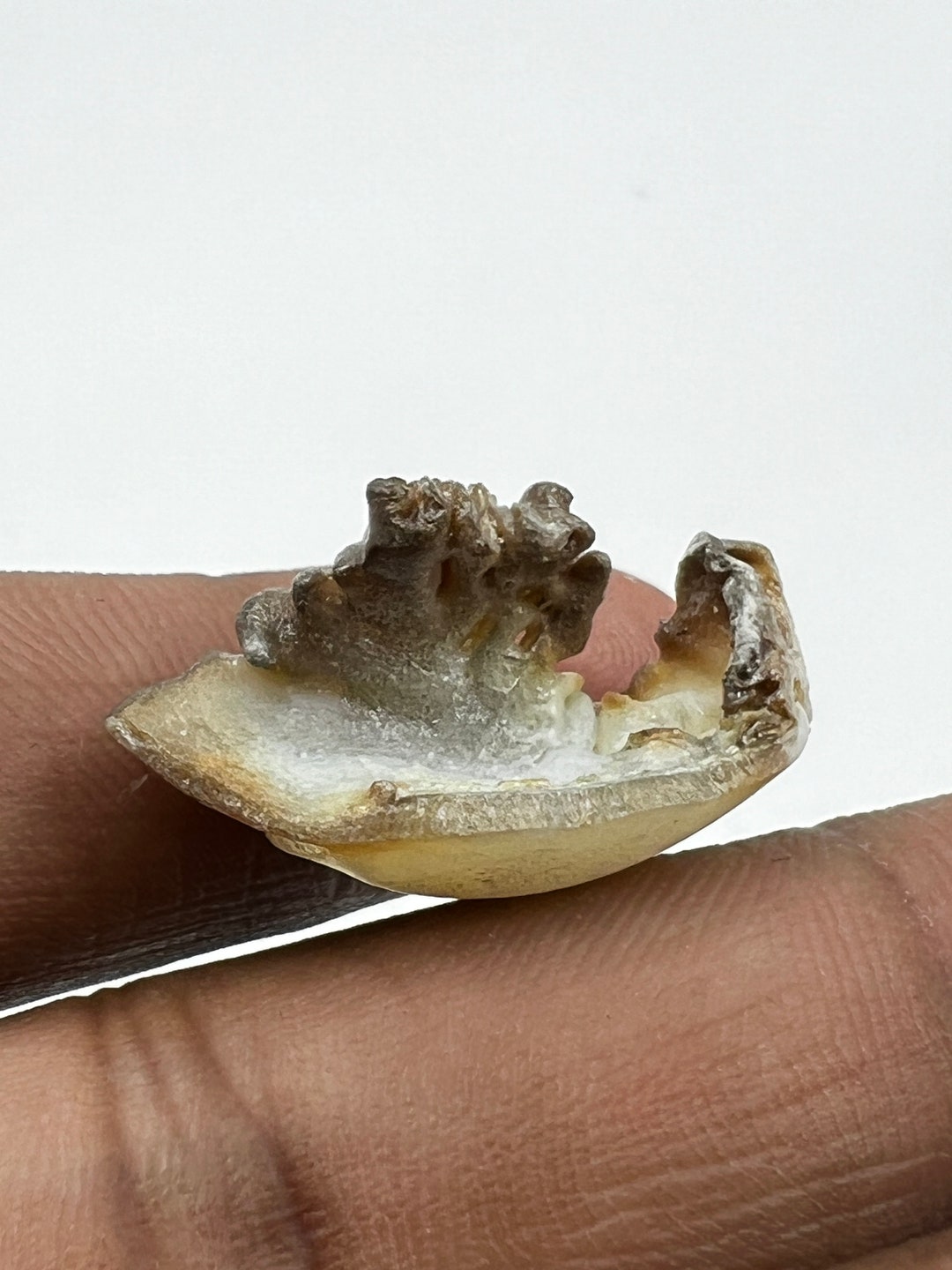 Shiv Mani Stone: Natural Gemstone for Spiritual Healing & Meditation - Etsy