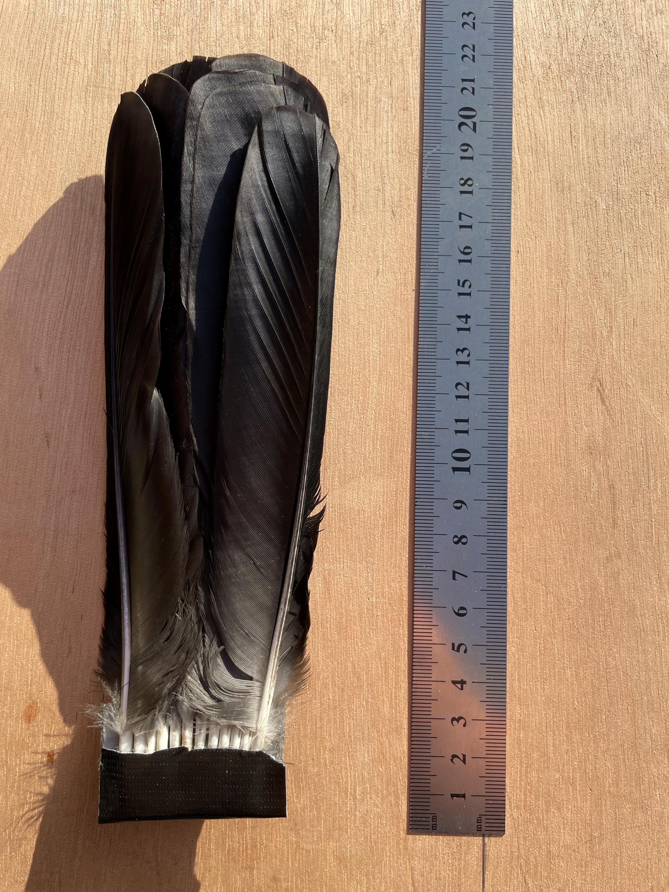 Scottish Crow Tail Feathers Corvid - Corvus Corvus - Etsy UK