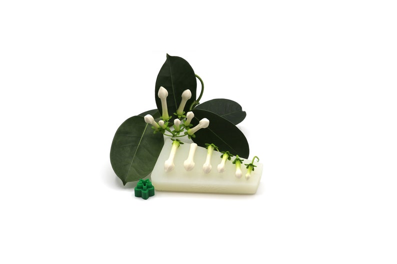 Madagascar Jasmine Buds - Etsy
