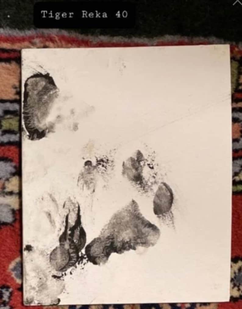 Tiger Paintings 1 - Etsy