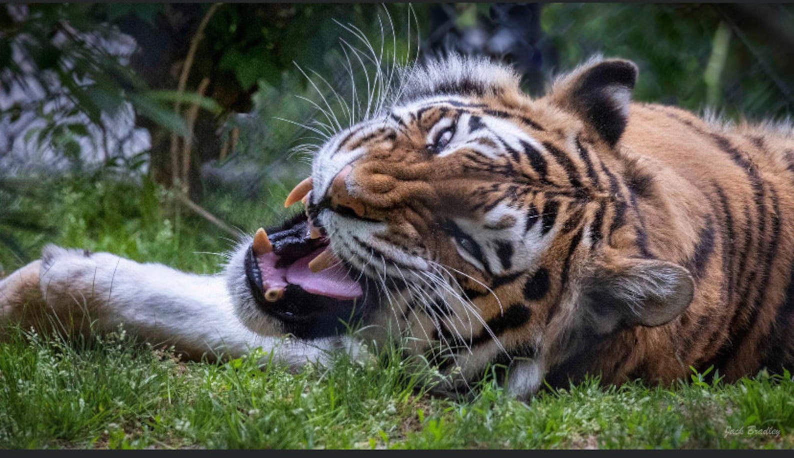 Tiger Paintings - All Unique, Original Creations - Etsy