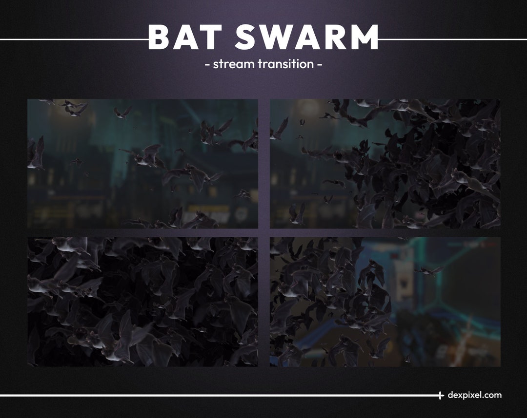 Bat Swarm Scarry Stream Switch Transition. Halloween Flying Bats Horror ...