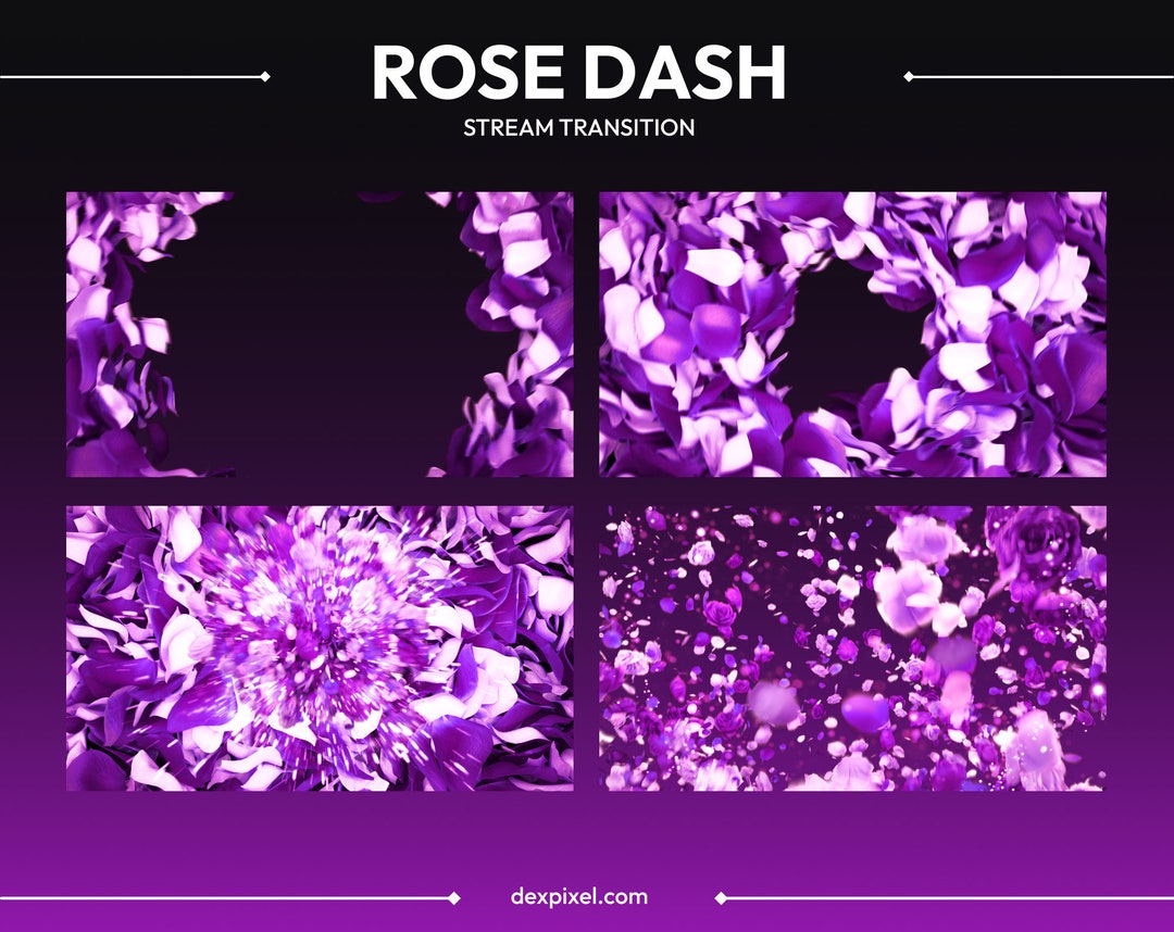 Purple Rose Dash Stream Transition | Falling Petals Stream Transition ...