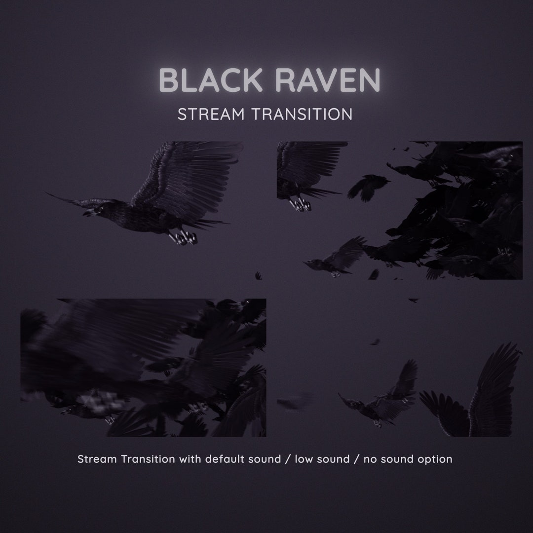 Black Raven Stream Transition Halloween Witch Transition Flying Ravens ...
