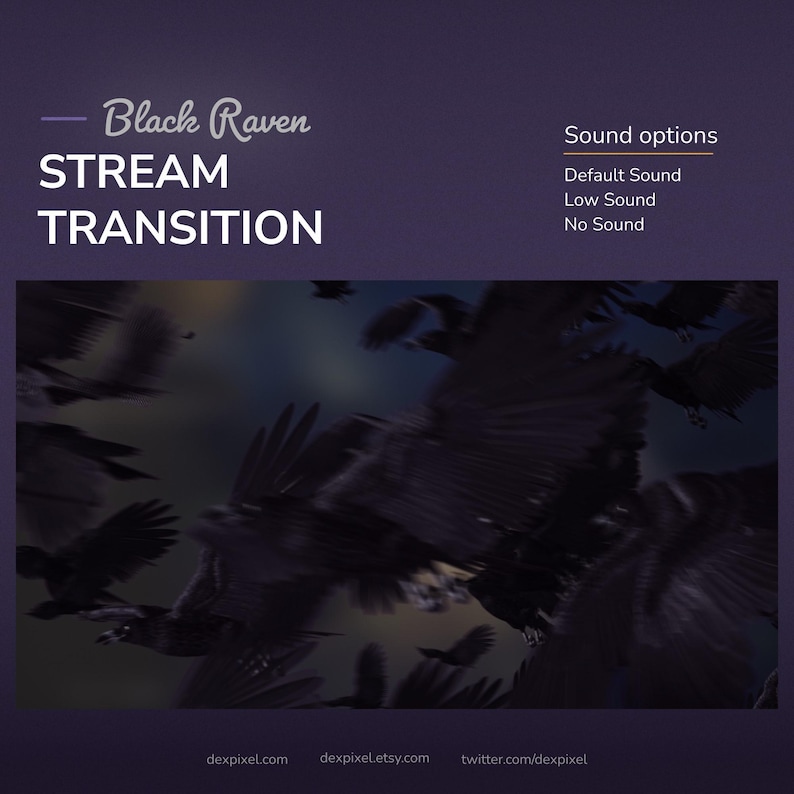 Black Raven Stream Transition | Halloween Crow Transition | Flying ...