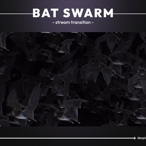 Bat Swarm Scarry Stream Switch Transition. Halloween Flying Bats Horror ...