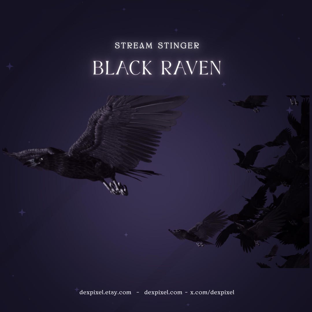 Black Raven Stream Transition | Halloween Crow Transition | Flying ...