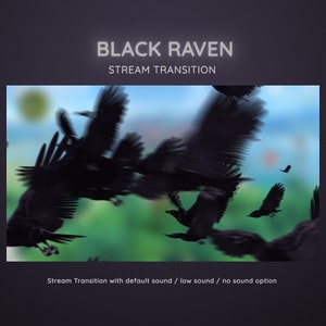 Black Raven Stream Transition Halloween Witch Transition Flying Ravens ...