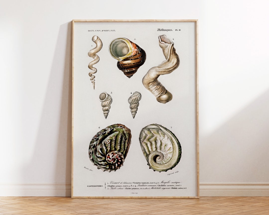 Marine Life Poster, Molluscs Varieties Print by Charles D'orbigny ...