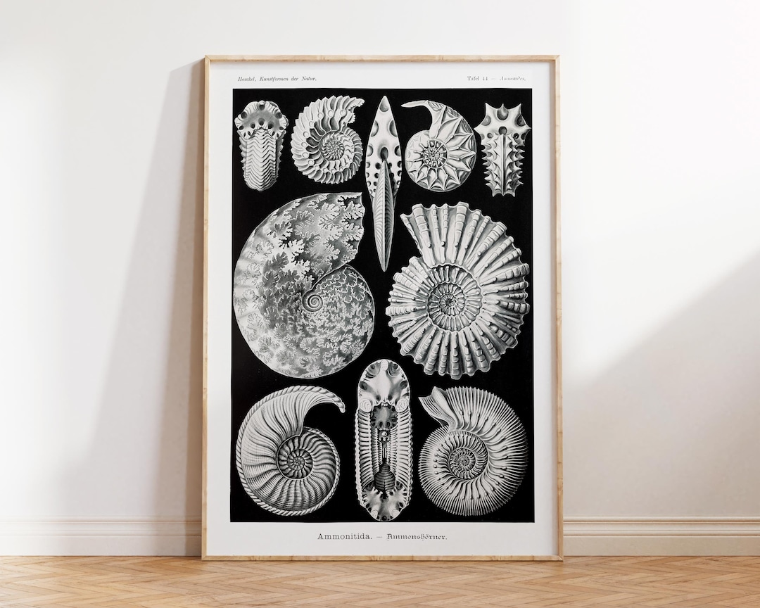 Vintage Shell Art Print by Ernst Haeckel Marine Life Poster - Etsy